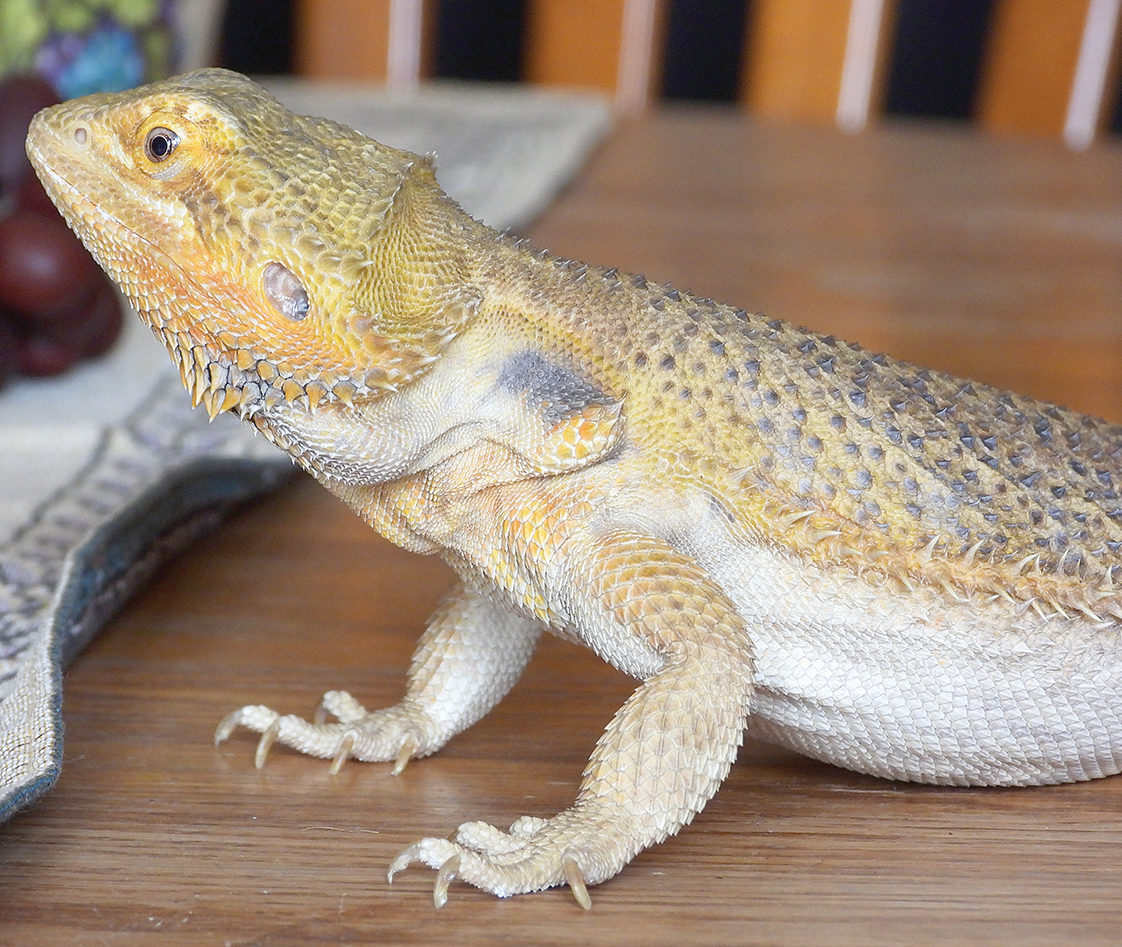 Bearded dragons touted as one of the more popular pets | Baldur ...